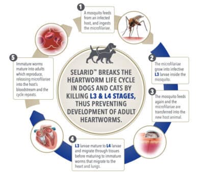 Selarid (selamectin) Topical for Dogs 6 Ct. Pack | 1Family 1Health Pharmacy