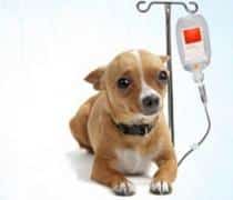 Dog IV/Infusion Products Medication, Products | 1Family 1Health Pharmacy